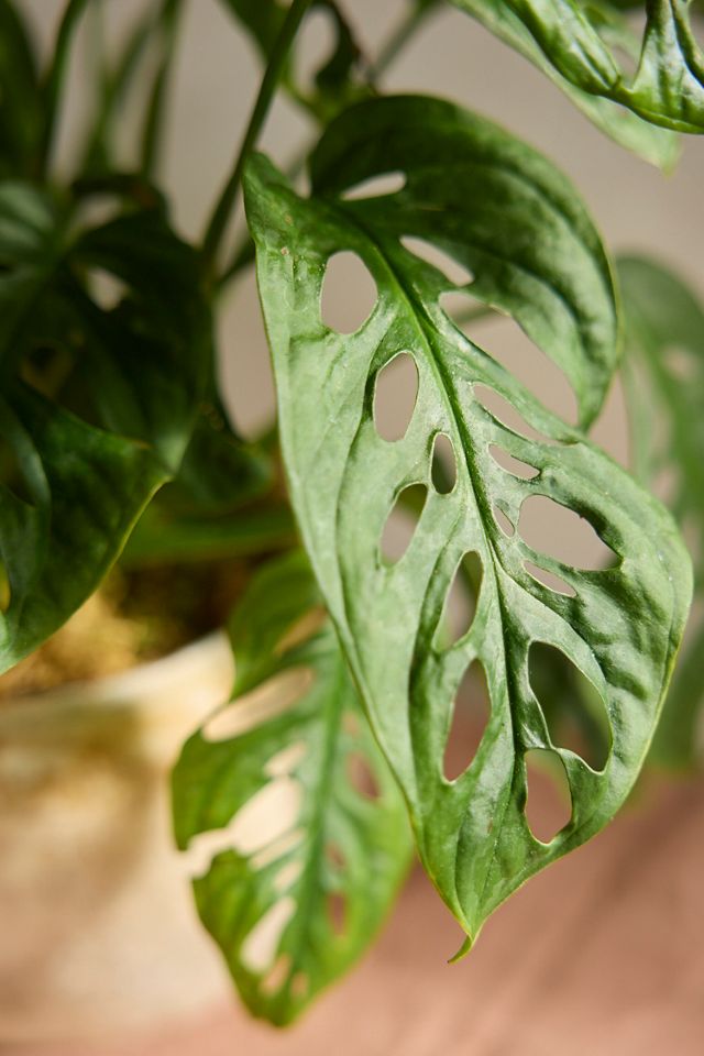 Monstera Swiss Cheese Plant Terrain