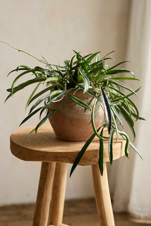 String Bean Hoya Plant | AnthroLiving