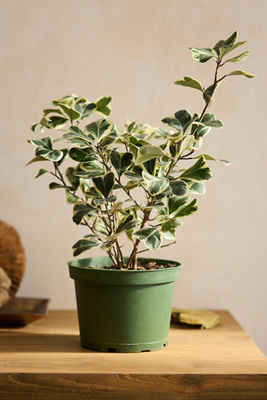 Variegated Triangle Ficus Plant | Terrain