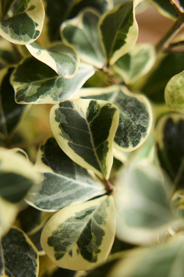 Variegated Triangle Ficus Plant | Terrain