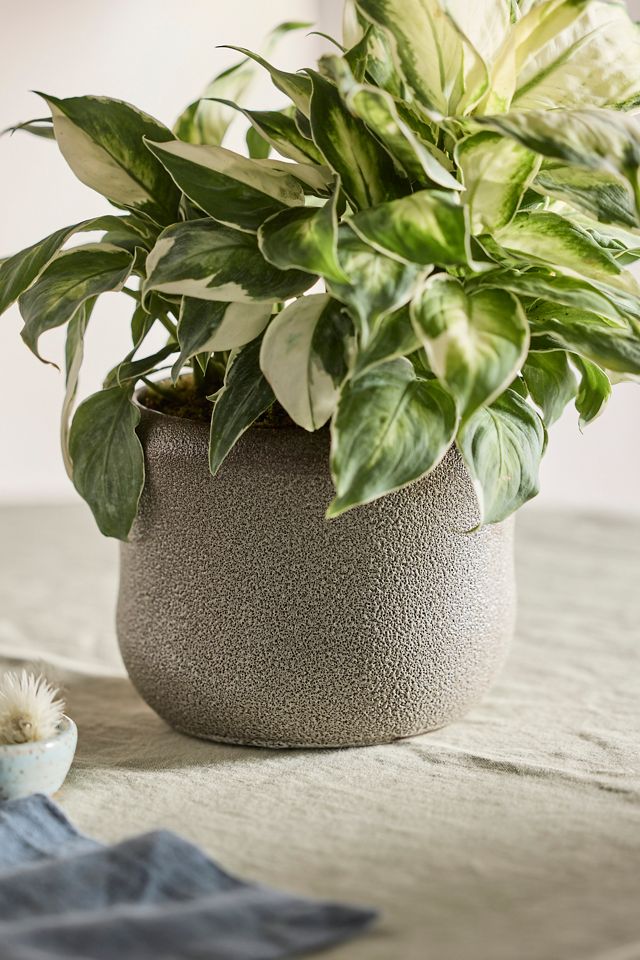 Textured Curve Ceramic Planter | Terrain