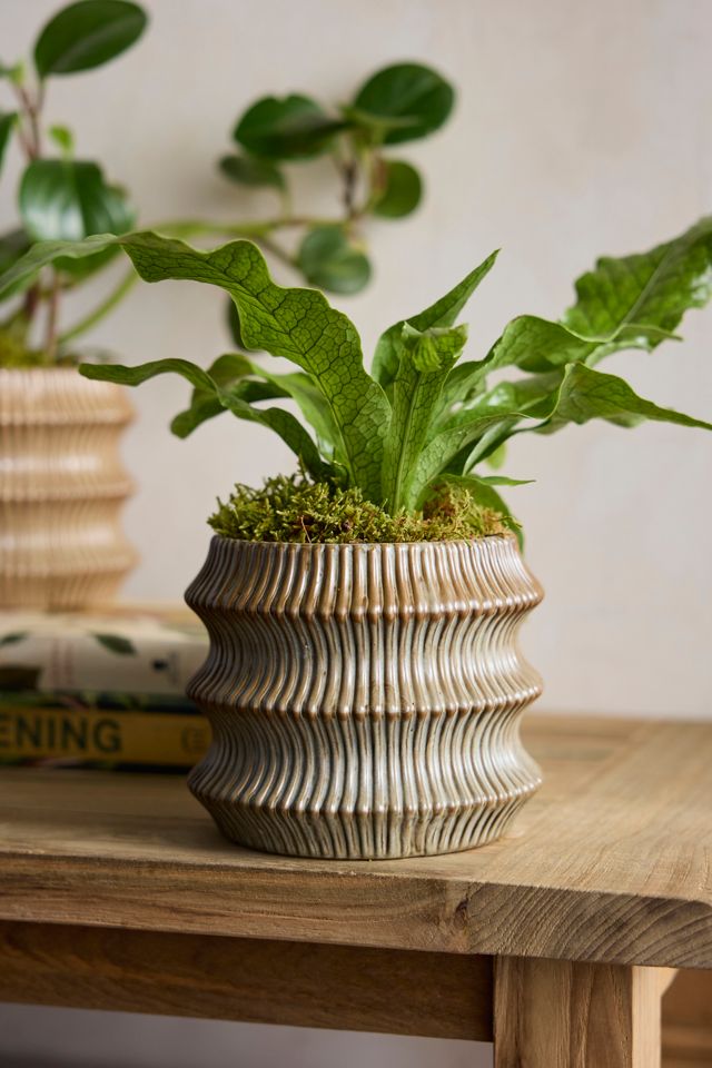 Tiered Earthenware Pot | Terrain