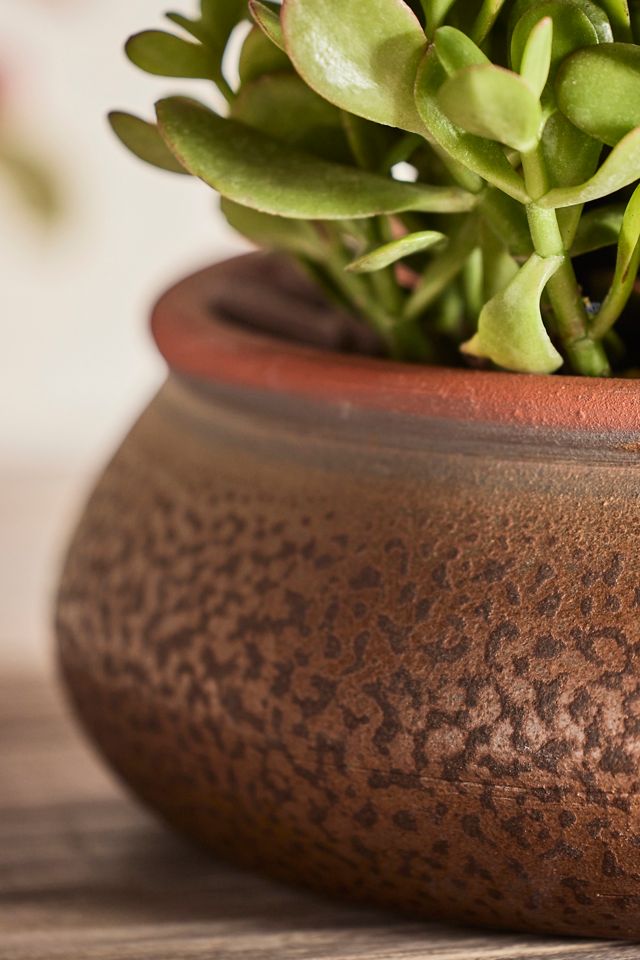 Contrast Rim Terracotta Bowl Planter | Terrain