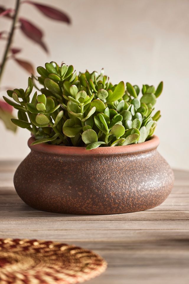 Contrast Rim Terracotta Bowl Planter | Terrain
