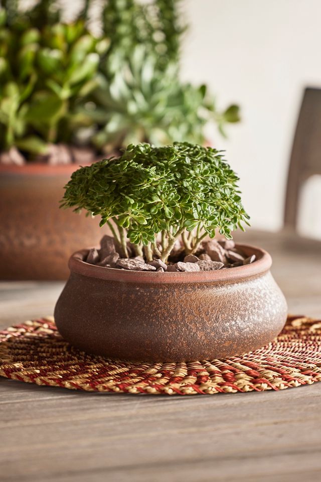 Contrast Rim Terracotta Bowl Planter | Terrain