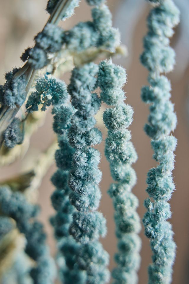 Preserved Hanging Amaranth Bunch | AnthroLiving