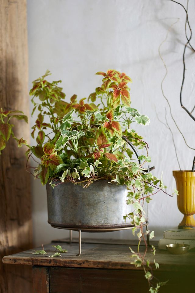 Arch Handle Iron Bucket Pot | Terrain