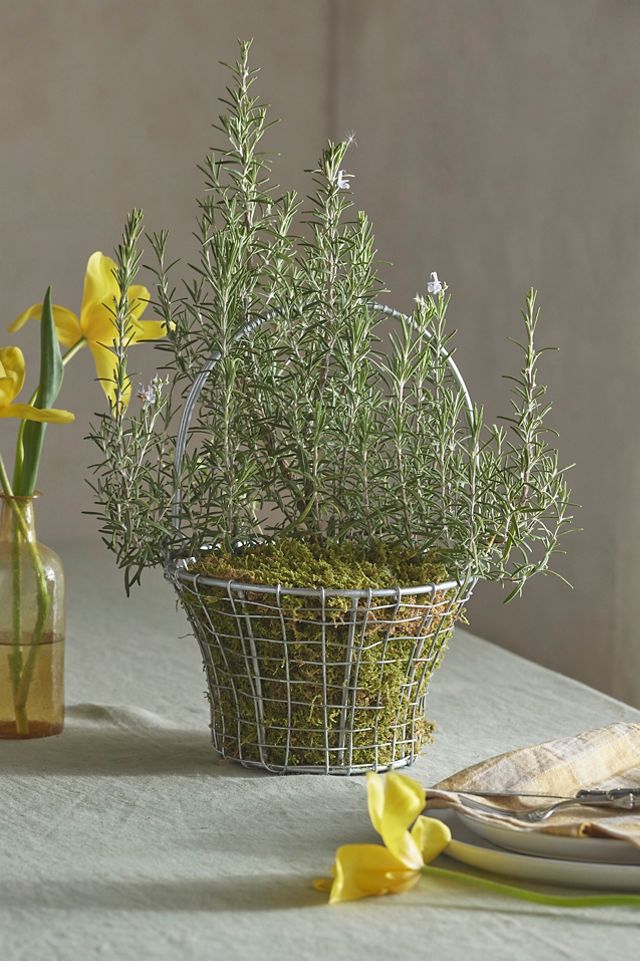 Fluted Wire Basket | AnthroLiving