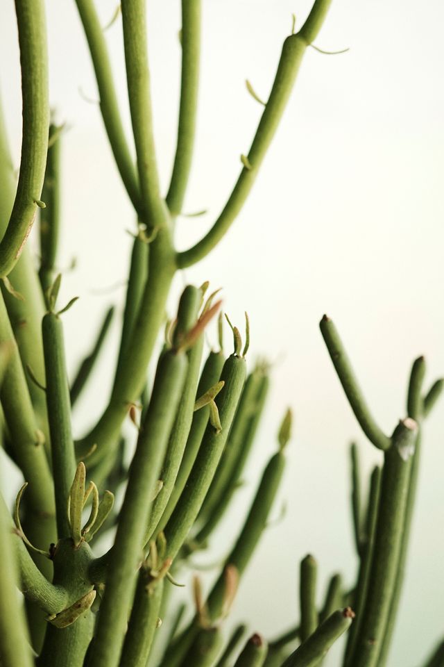 Pencil Cactus, 10" | Terrain