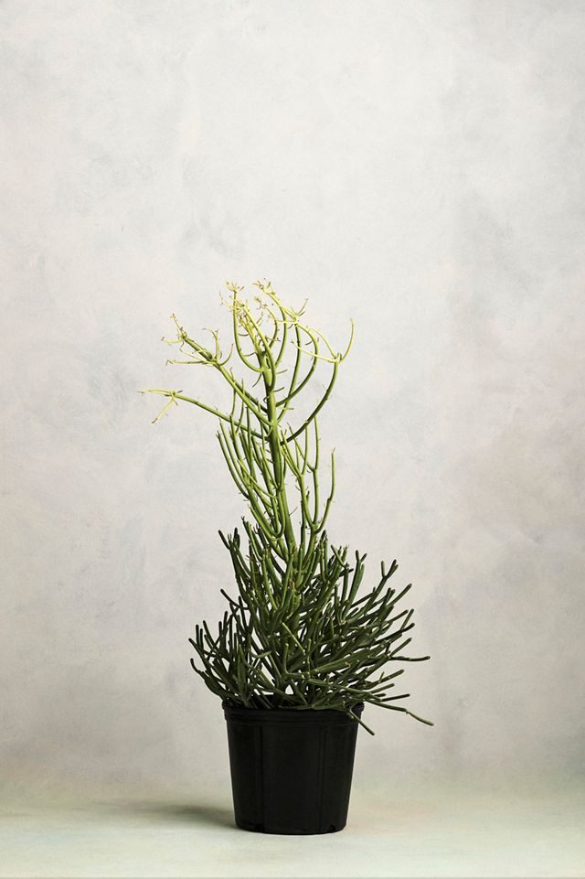 Pencil Cactus, 10" | Terrain