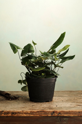 Heartleaf Fern | Terrain