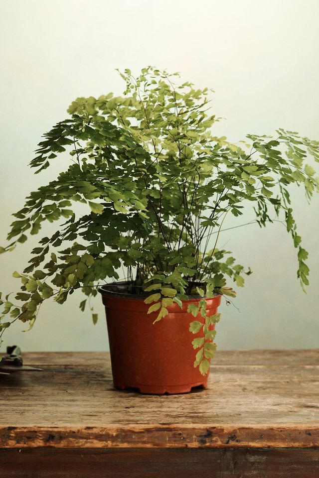 Maidenhair Fern | Terrain