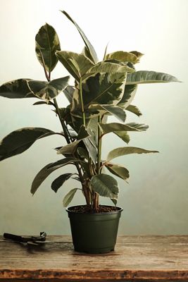 Foliage Plants + Succulents | Terrain