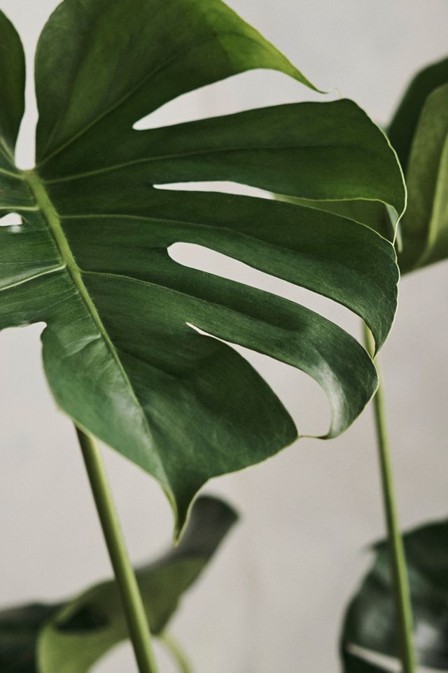 Monstera Deliciosa | Terrain