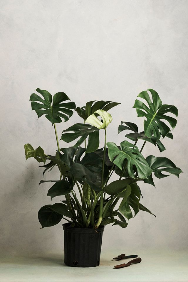 Monstera Deliciosa | Terrain