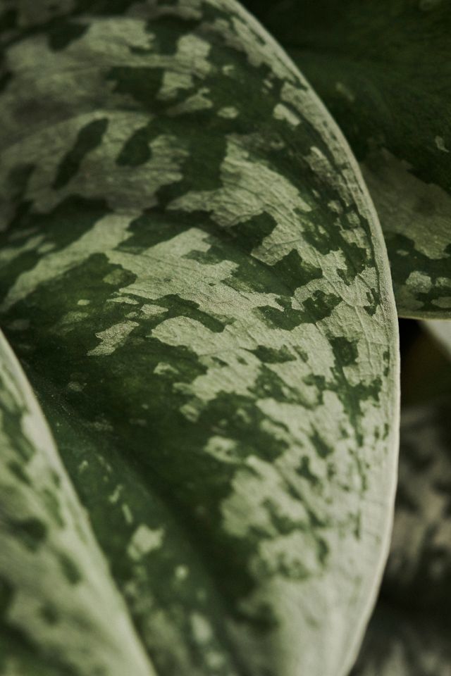 Scindapsus Silver Ann | AnthroLiving