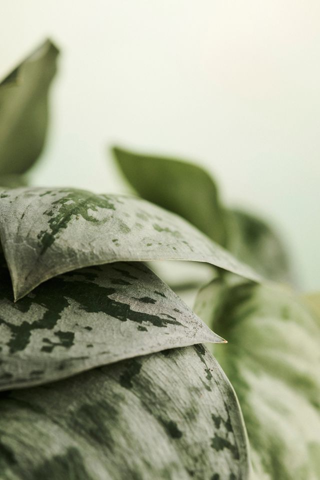 Scindapsus Silver Ann | AnthroLiving