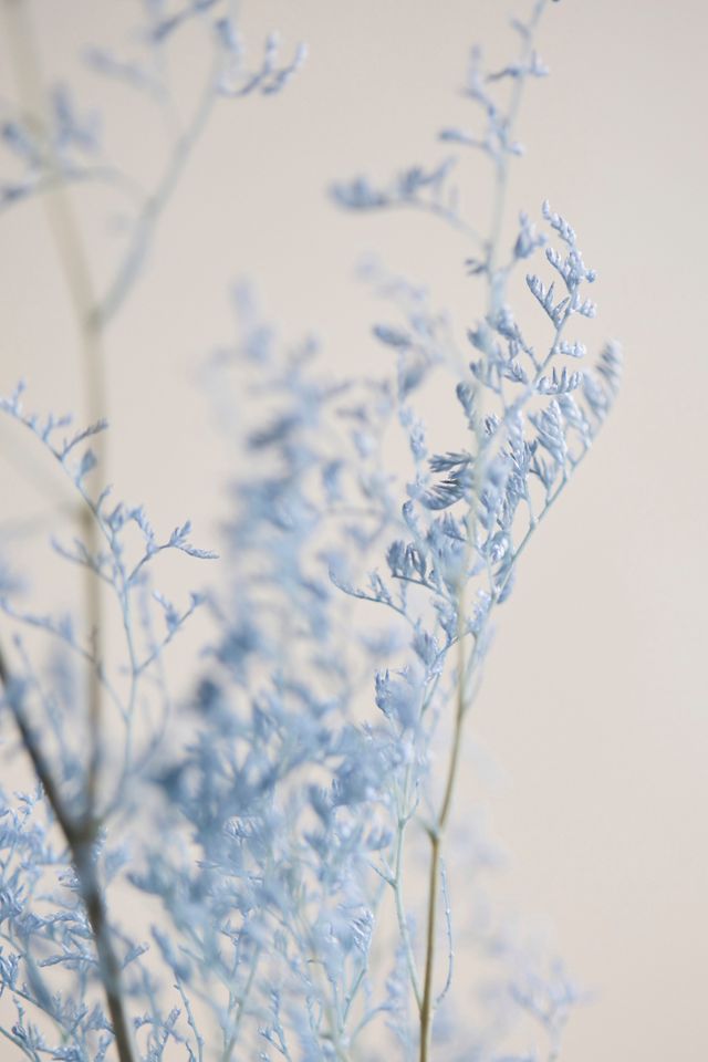 Preserved Limonium Bunch | AnthroLiving