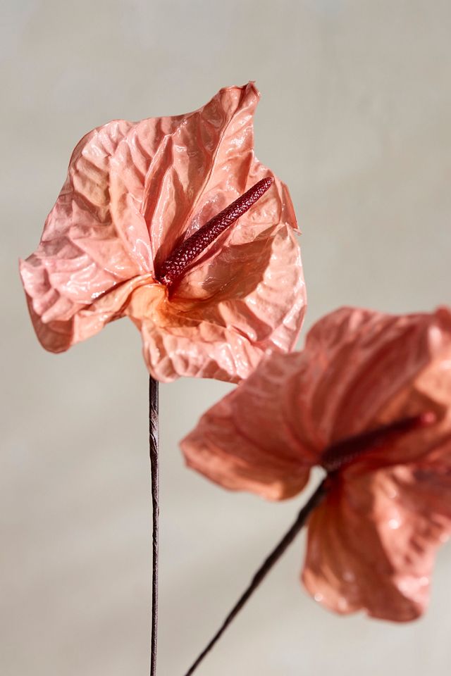 Preserved Anthurium Stem | Terrain