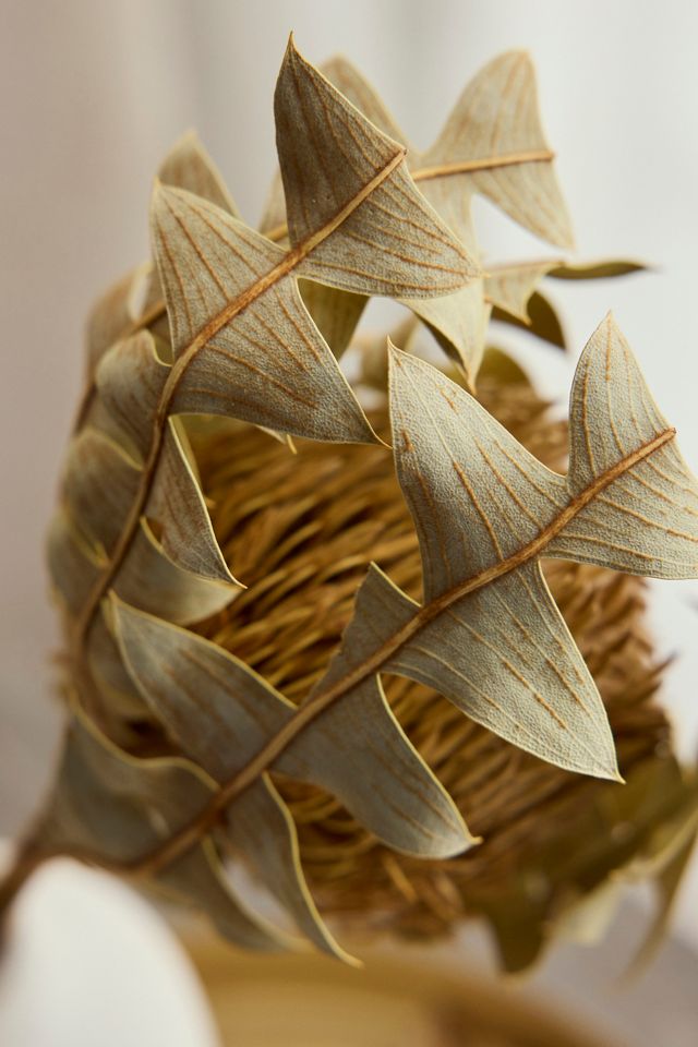Dried Banksia Baxteri Stem | Anthropologie