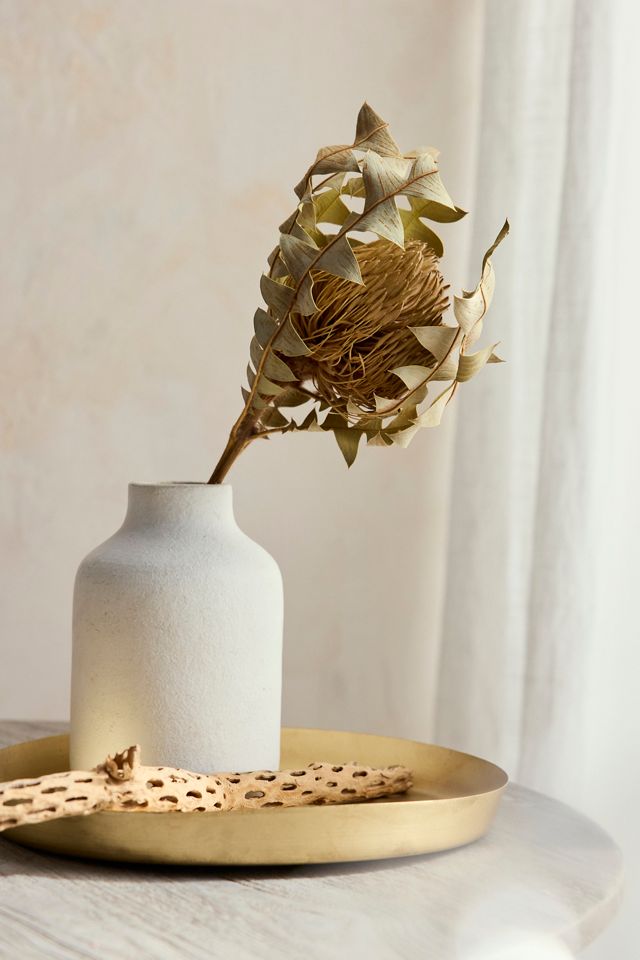 Dried Banksia Baxteri Stem | Anthropologie