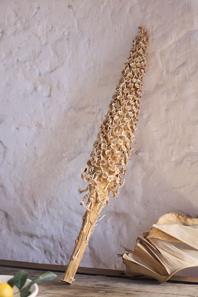 Dried Attalea Stalk, Small | Terrain