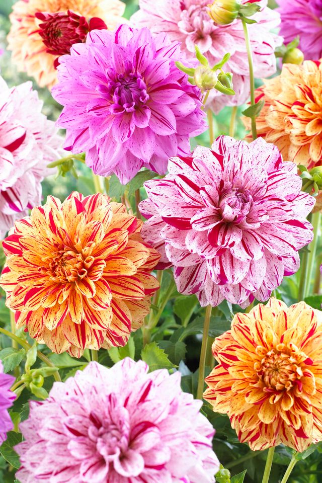 Dahlia ‘Dinner Plate Blend’ Bulbs | Terrain