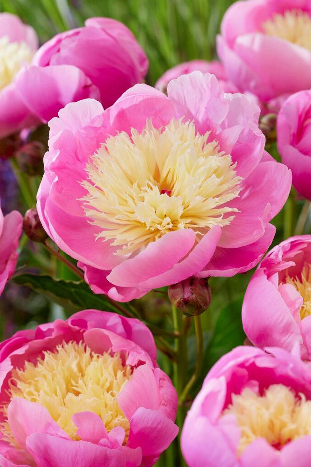 Peony ‘Bowl of Beauty’ Tuber | Terrain