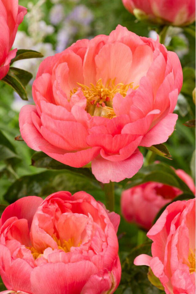 Peony ‘Coral Sunset’ Tuber | Terrain
