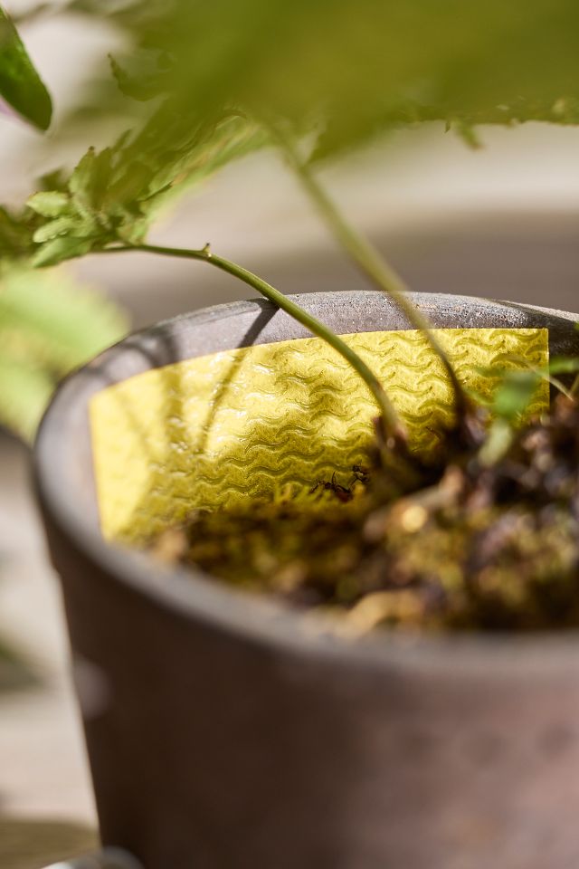 Pest Trap Sticky Planter Strips | AnthroLiving