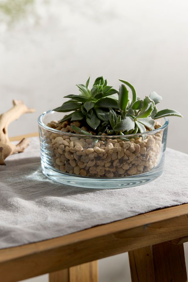 Low Glass Bowl Terrarium | AnthroHome