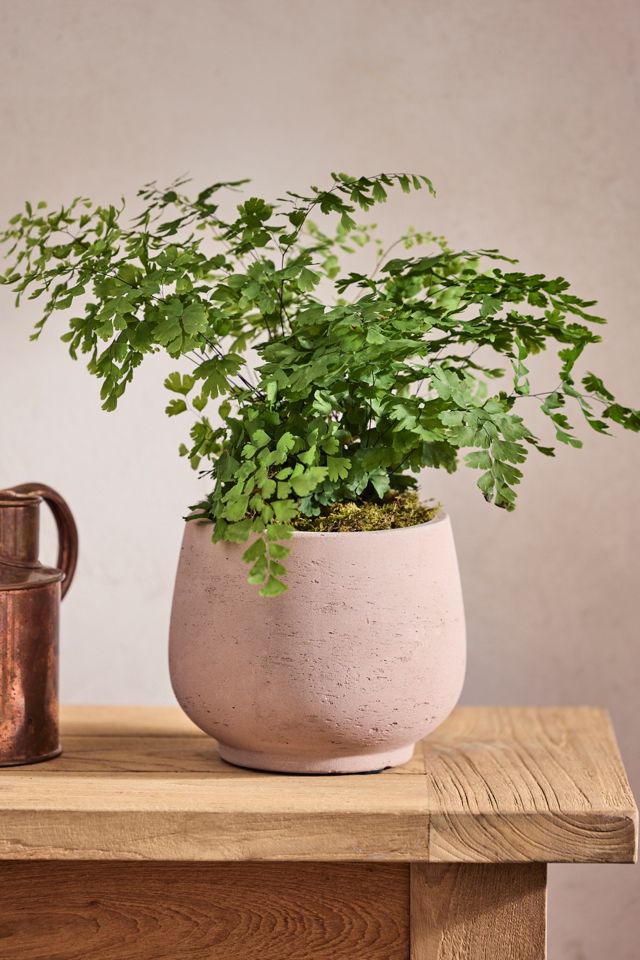Footed Round Cement Planter | AnthroLiving
