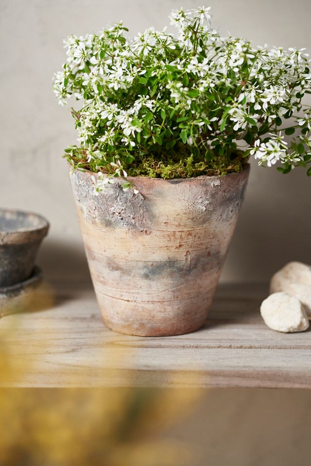 Weathered Terracotta Taper Planter | Terrain