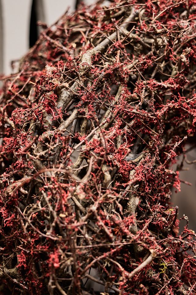 Preserved Acadia Bonsai Wreath | Terrain