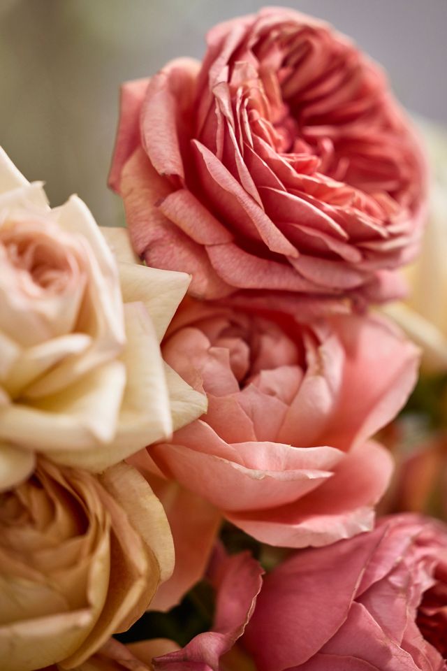 Mother’s Day Garden Rose Bouquet, 18 Multicolor Stems | Anthropologie