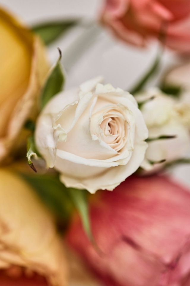 Mother’s Day Garden Rose Bouquet, 18 Multicolor Stems | Anthropologie