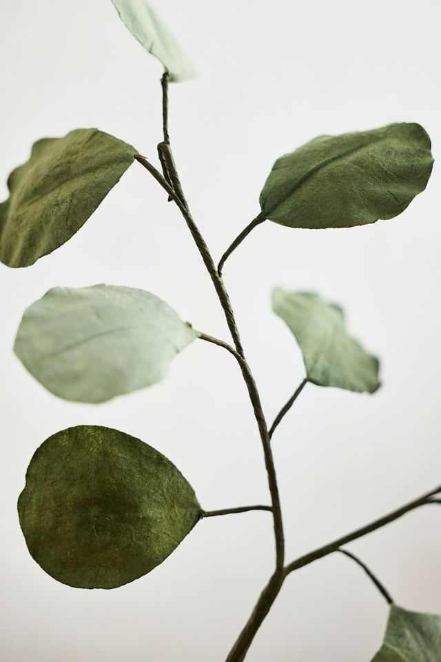 Paper Eucalyptus Stem | Terrain