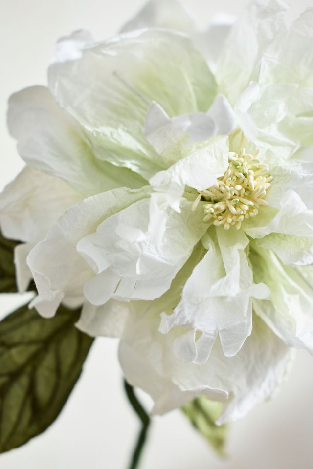 Paper Peony Stem | Terrain