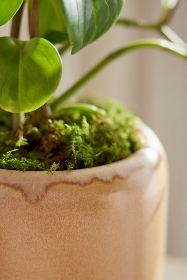 Two-Tone Ceramic Cylinder Planter | Terrain