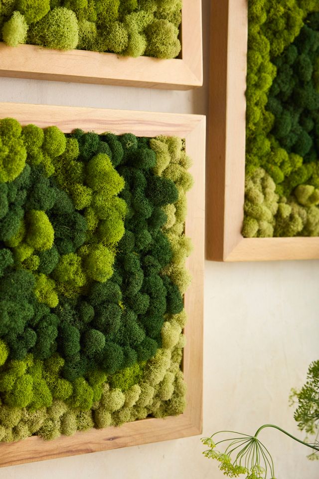 Swirl Preserved Moss Frame | AnthroLiving