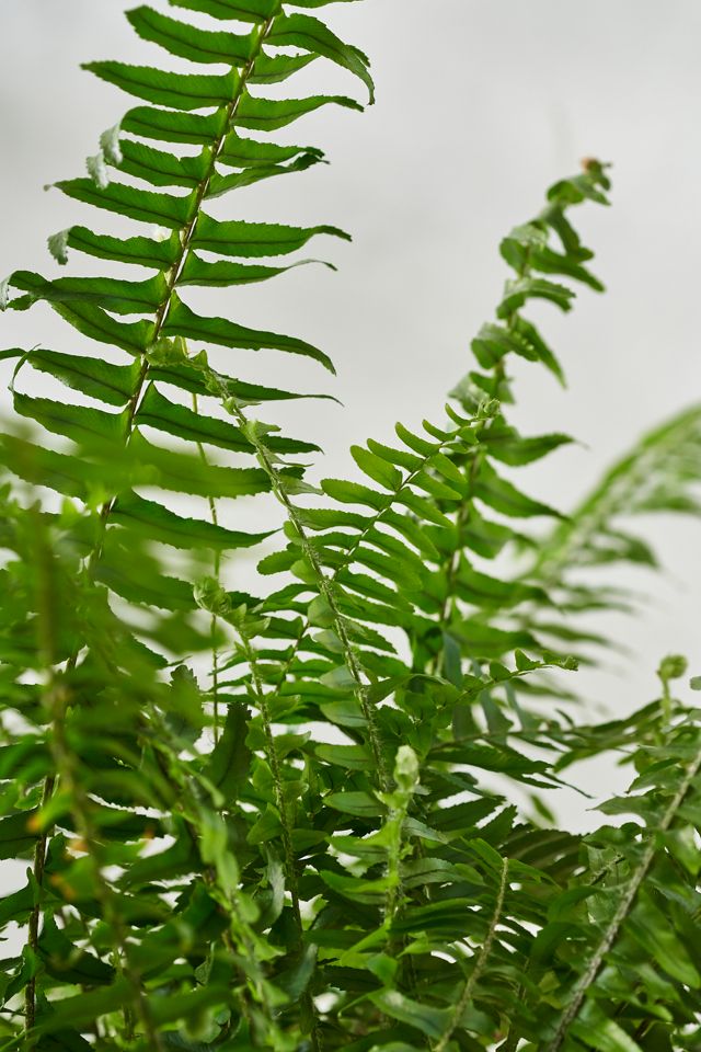 Kimberly Fern, Grey Colored Clay Pot | AnthroLiving