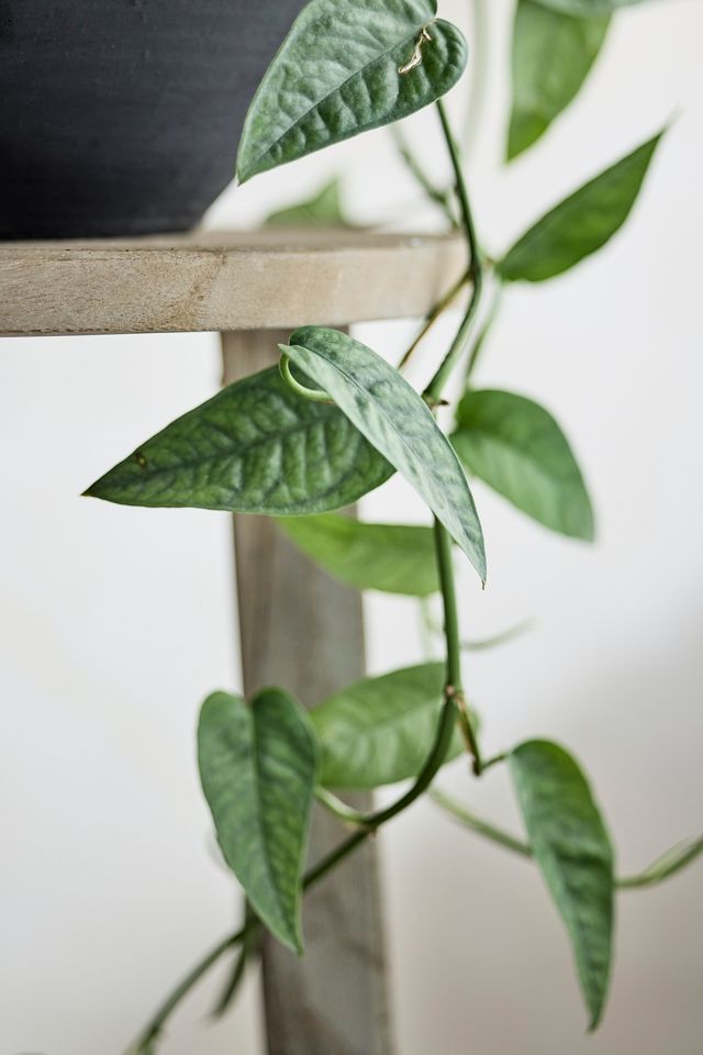Pothos ‘Cebu Blue’ | AnthroHome