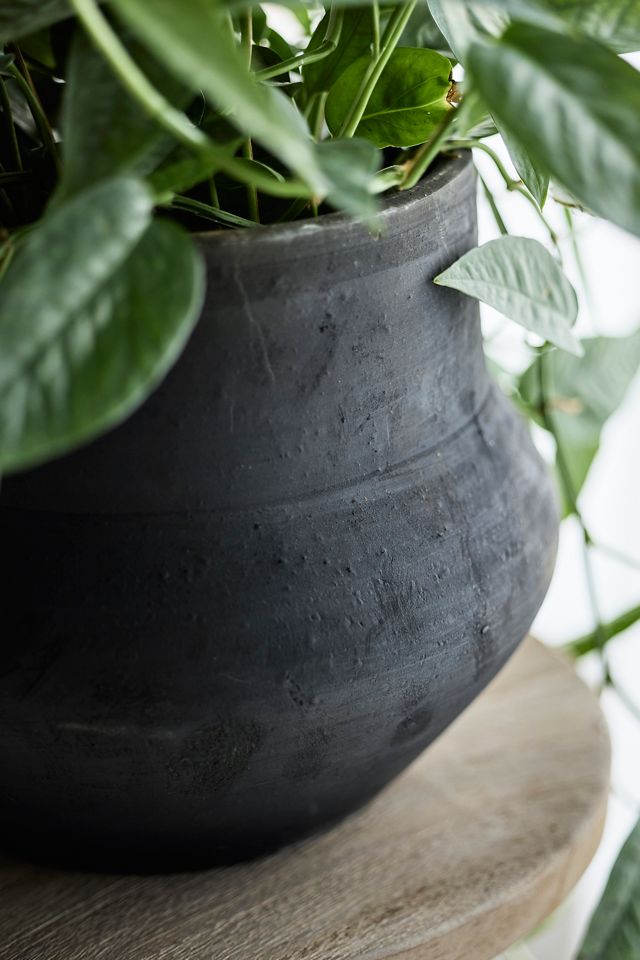 Pothos ‘Cebu Blue,’ Earthenware Pot | AnthroLiving