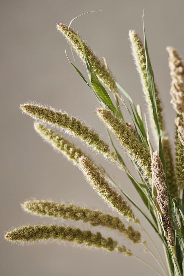 Preserved Millet Bunch | Anthropologie