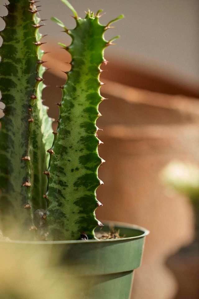 Assorted Cactus Collection, 4 Plants | Anthropologie