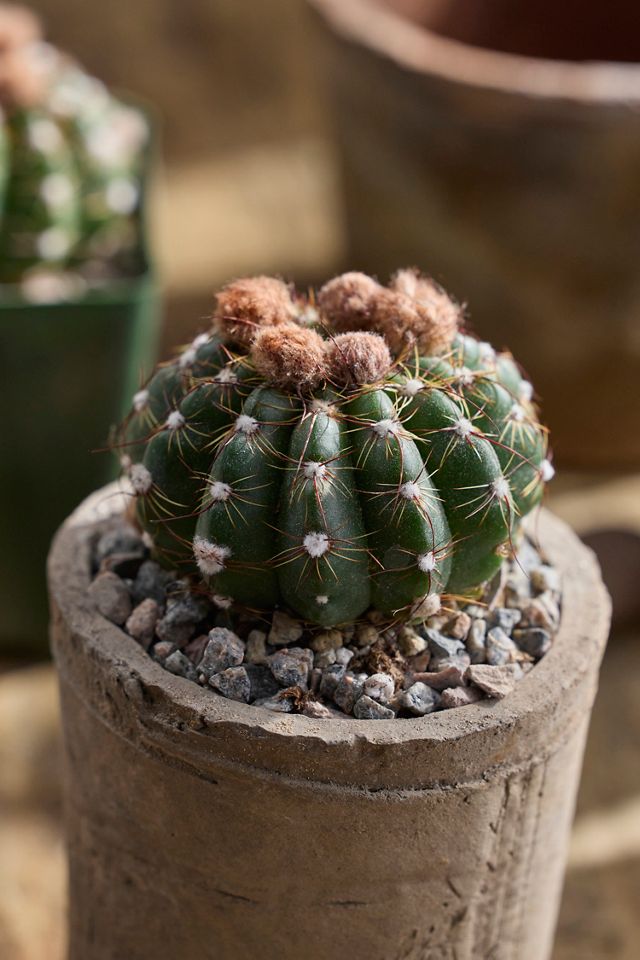 Notocactus Ottonis Plant | AnthroLiving