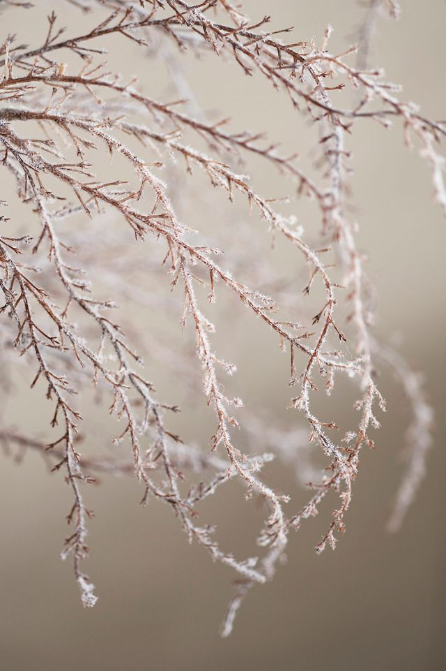 Faux Grey Willow Branch | AnthroLiving