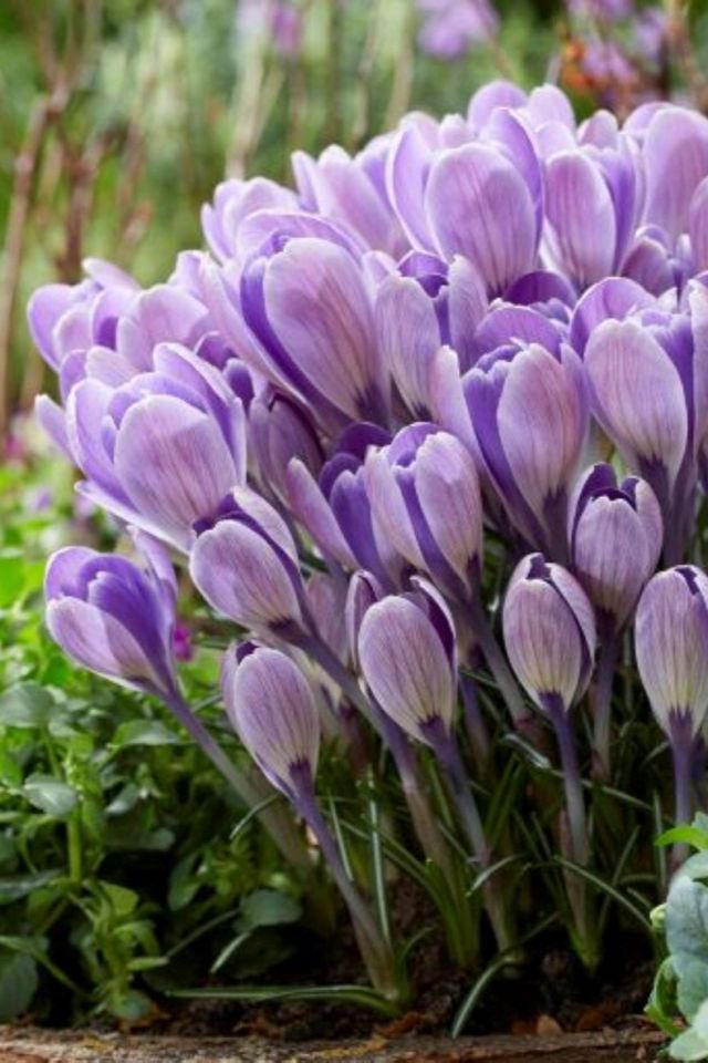 Crocus ‘Striped Bird’ Bulbs | Terrain