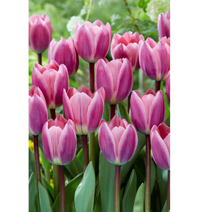 Tulip ‘Light and Dreamy’ Bulbs | Terrain