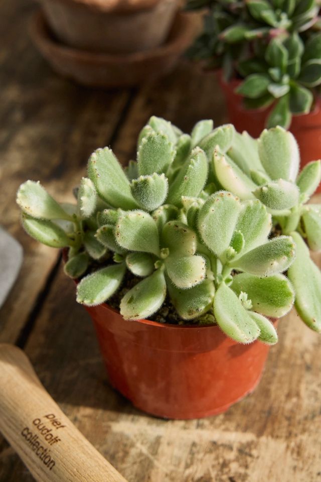 Assorted Fuzzy Succulent Collection, 4 Plants | Terrain